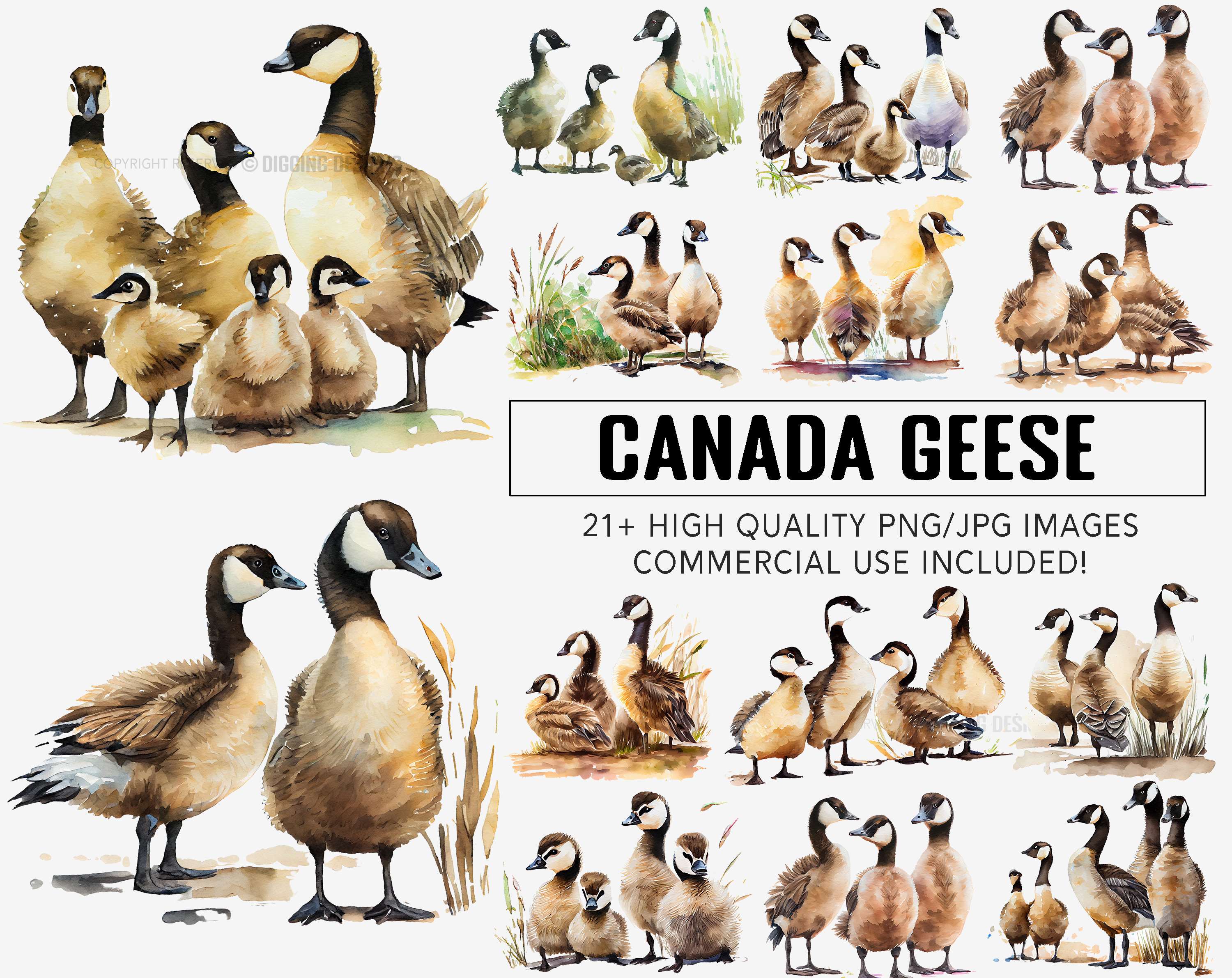 Canadian Goose Clipart