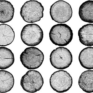 100+ Tree Slice Slab SVG Bundle, Instant Digital Download, PNG, SVG Cut ...