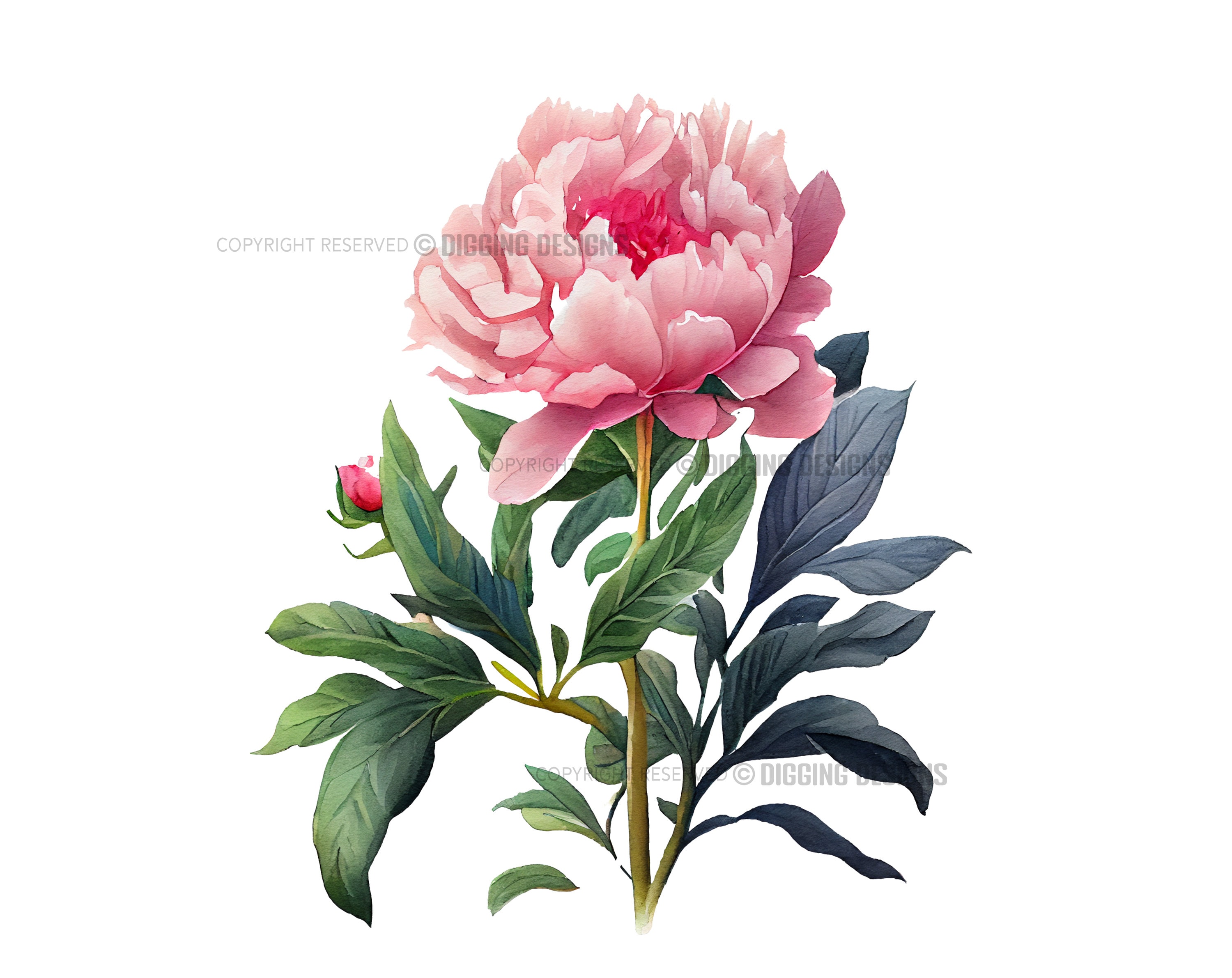 Set of 21 Peony Clipart Peony Clip Art Peony Png Instant - Etsy