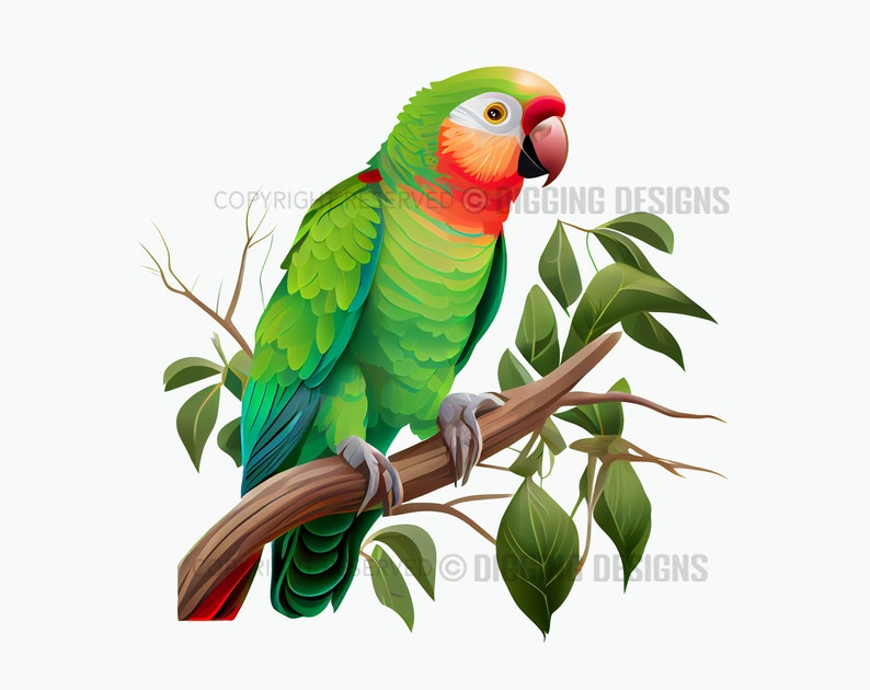 Parrots Realistic Clipart Birds Clip Srt Tropical Parrot - Etsy