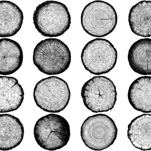 100+ Tree Slice Slab SVG Bundle, Instant Digital Download, PNG, SVG Cut ...