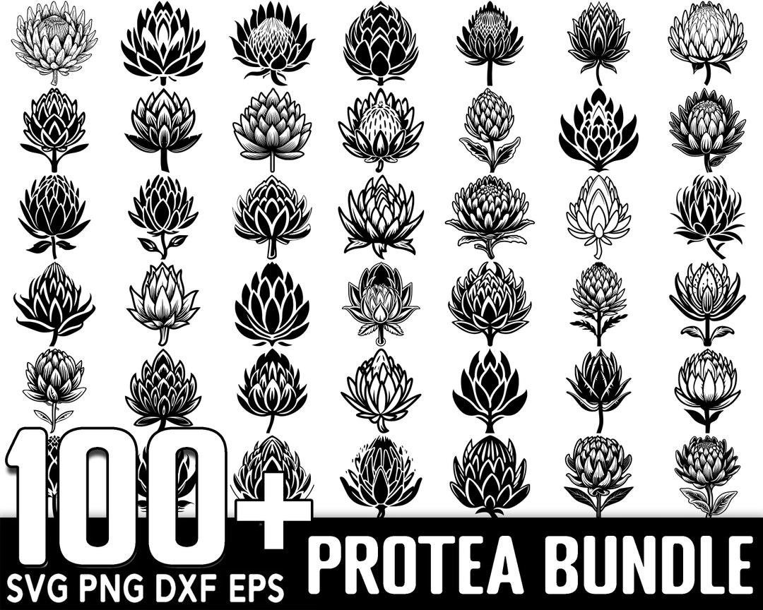 100+ Protea Flower SVG Bundle,instant Digital Download, PNG, SVG Cut ...