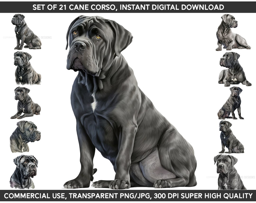 Set of 21, Cane Corso Dog PNG, Dog Png, Premium Quality Bundle, Instant ...