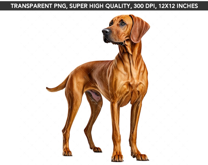 Set of 21 Rhodesian Ridgeback PNG Dog Png Premium Quality - Etsy