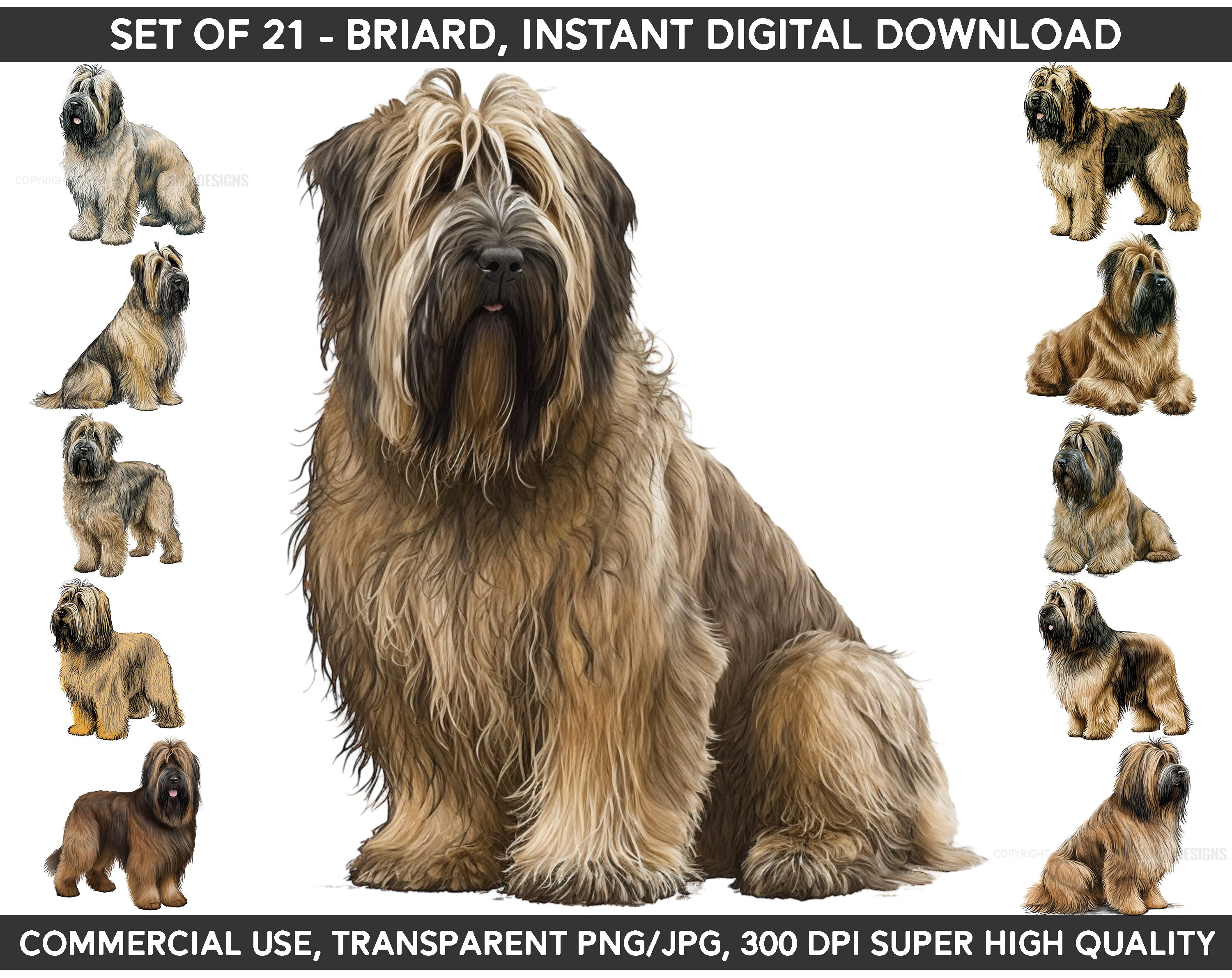 Briard Dog