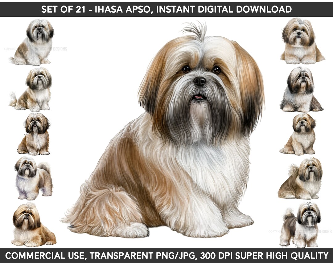 Lhasa Apso Cross Shih Tzu | ppgbbe.intranet.biologia.ufrj.br