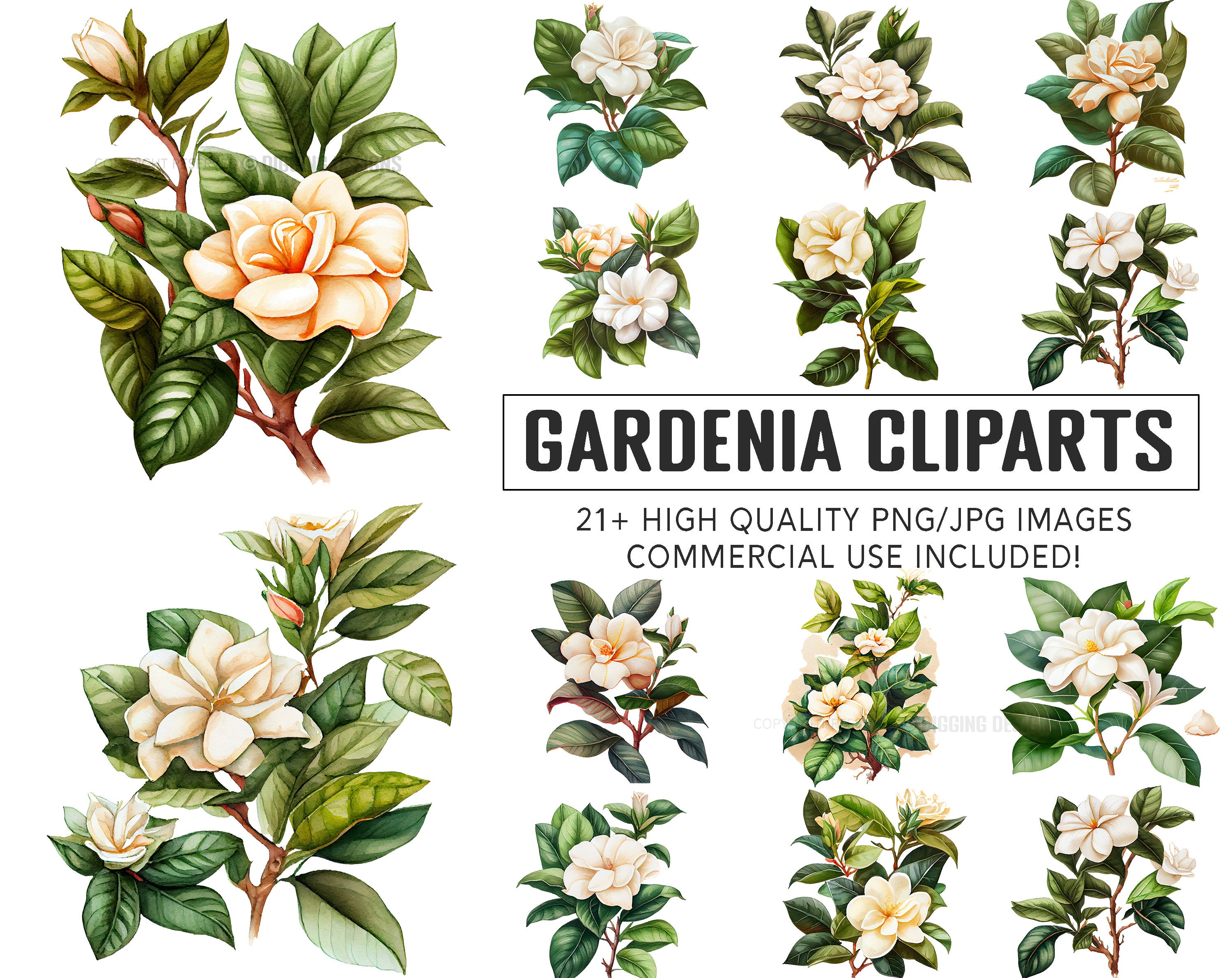 Gardenia Clip Art