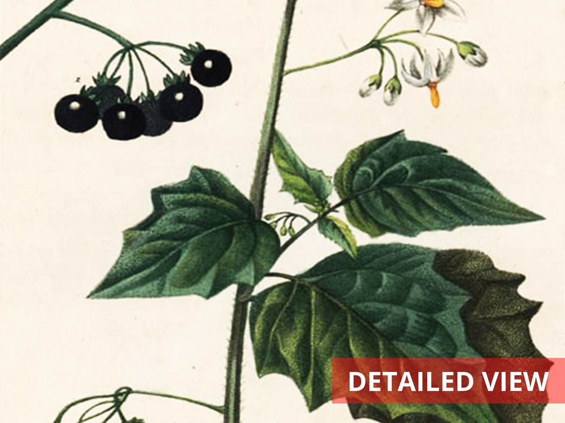 Black Nightshade Antique Botanical Print Clip Art Digital - Etsy