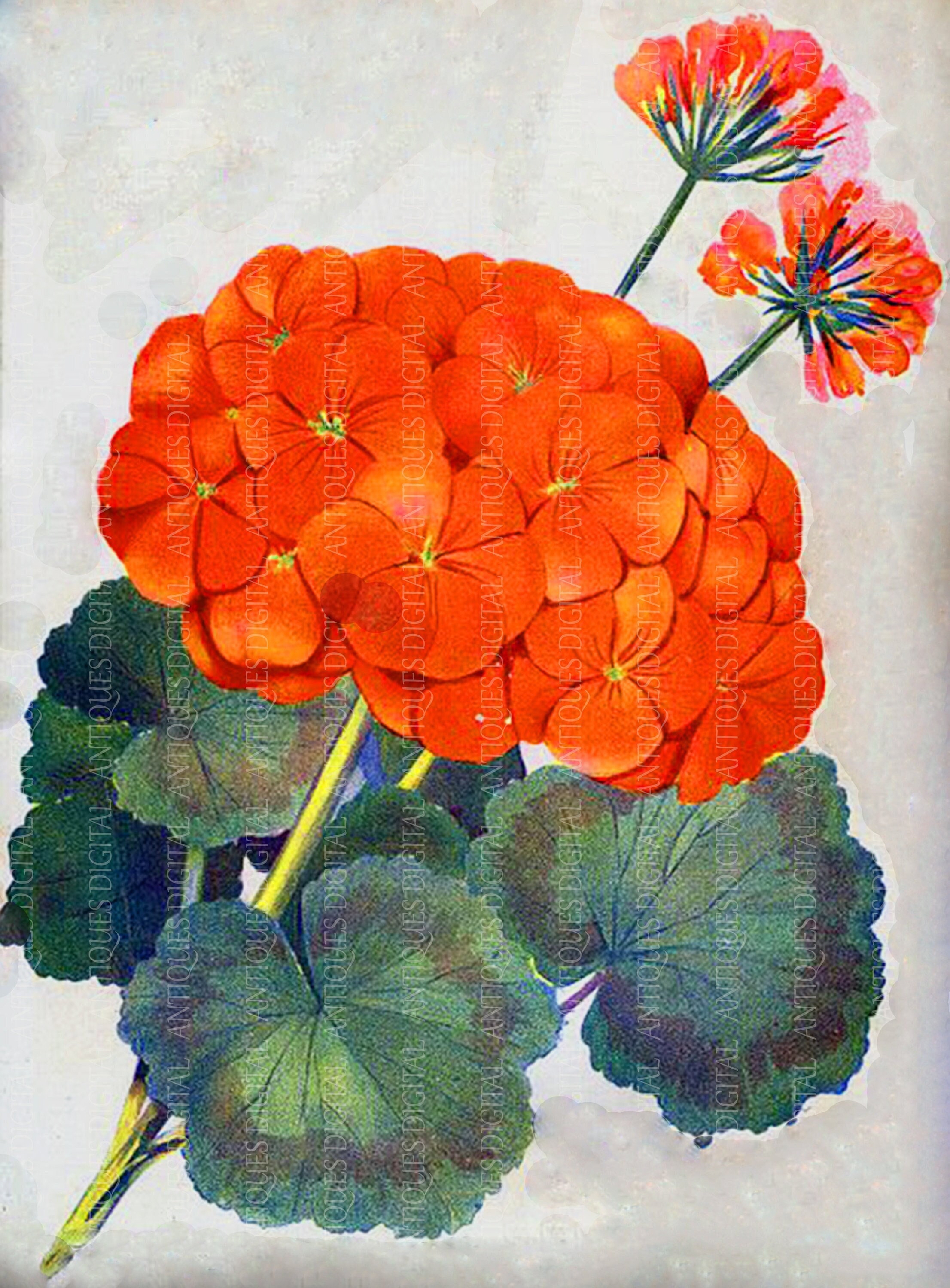 Geranium Flower Drawing