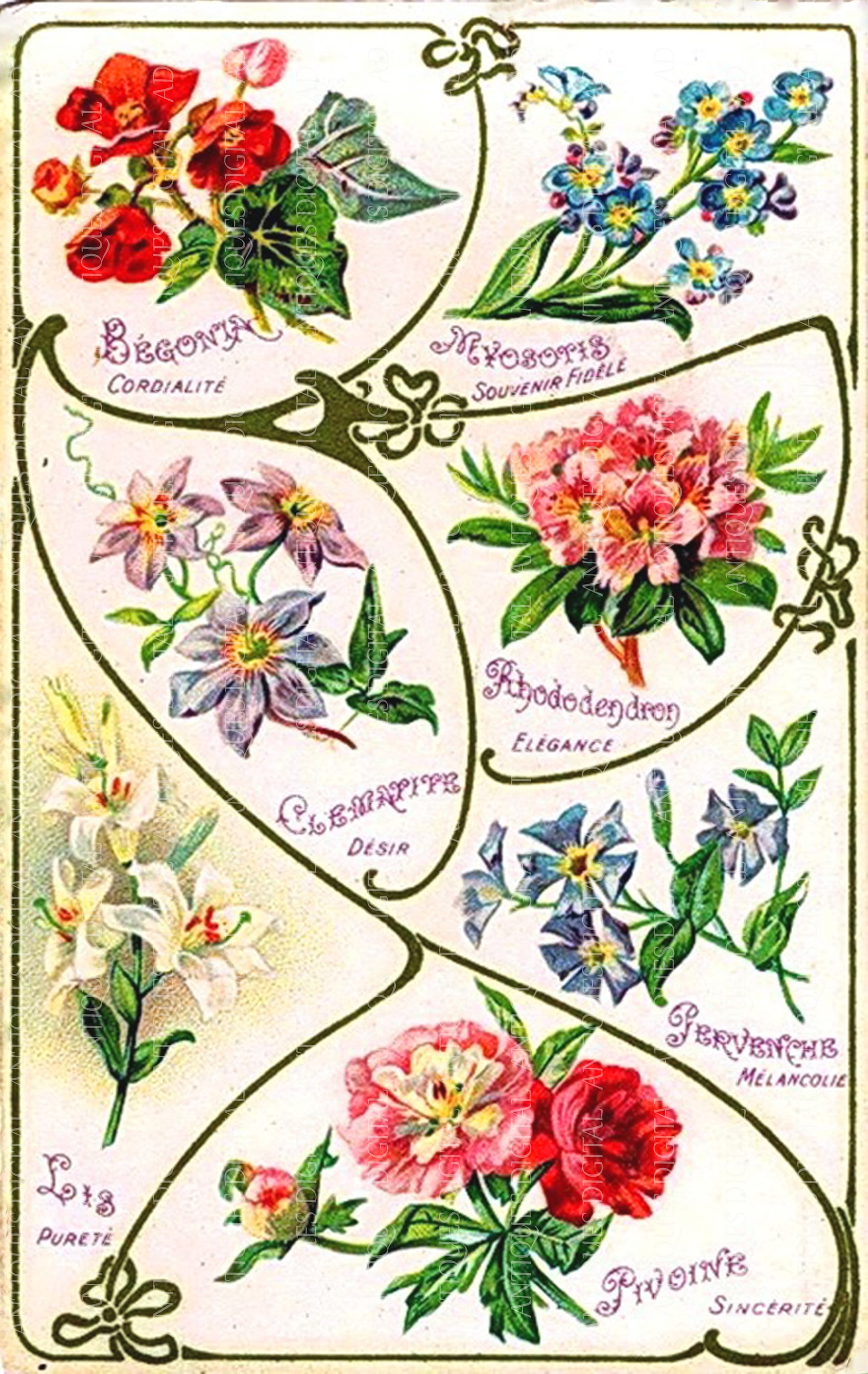 Assorted French Flowers, Antique Botanical Print, Clip Art, Digital ...