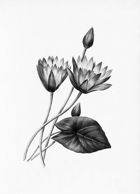 Blue Lotus Drawing