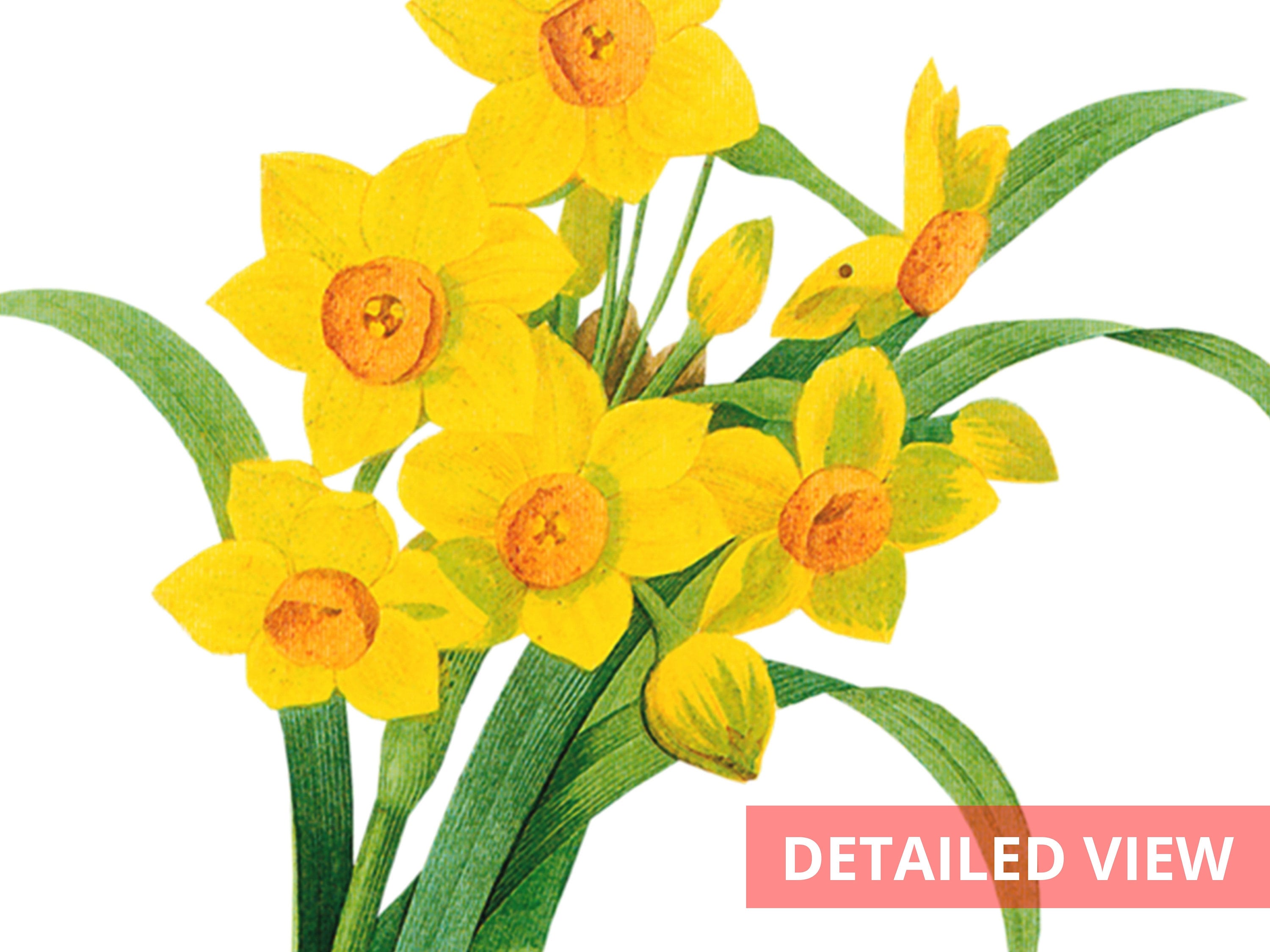 Daffodil Clip Art No Background