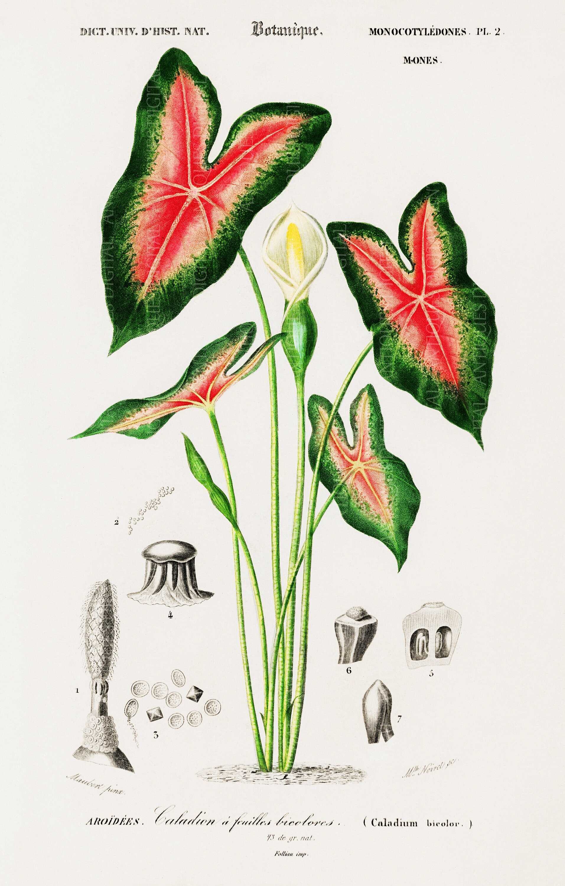 Caladium Bicolor, Antique Botanical Print, Clip Art, Digital Download ...