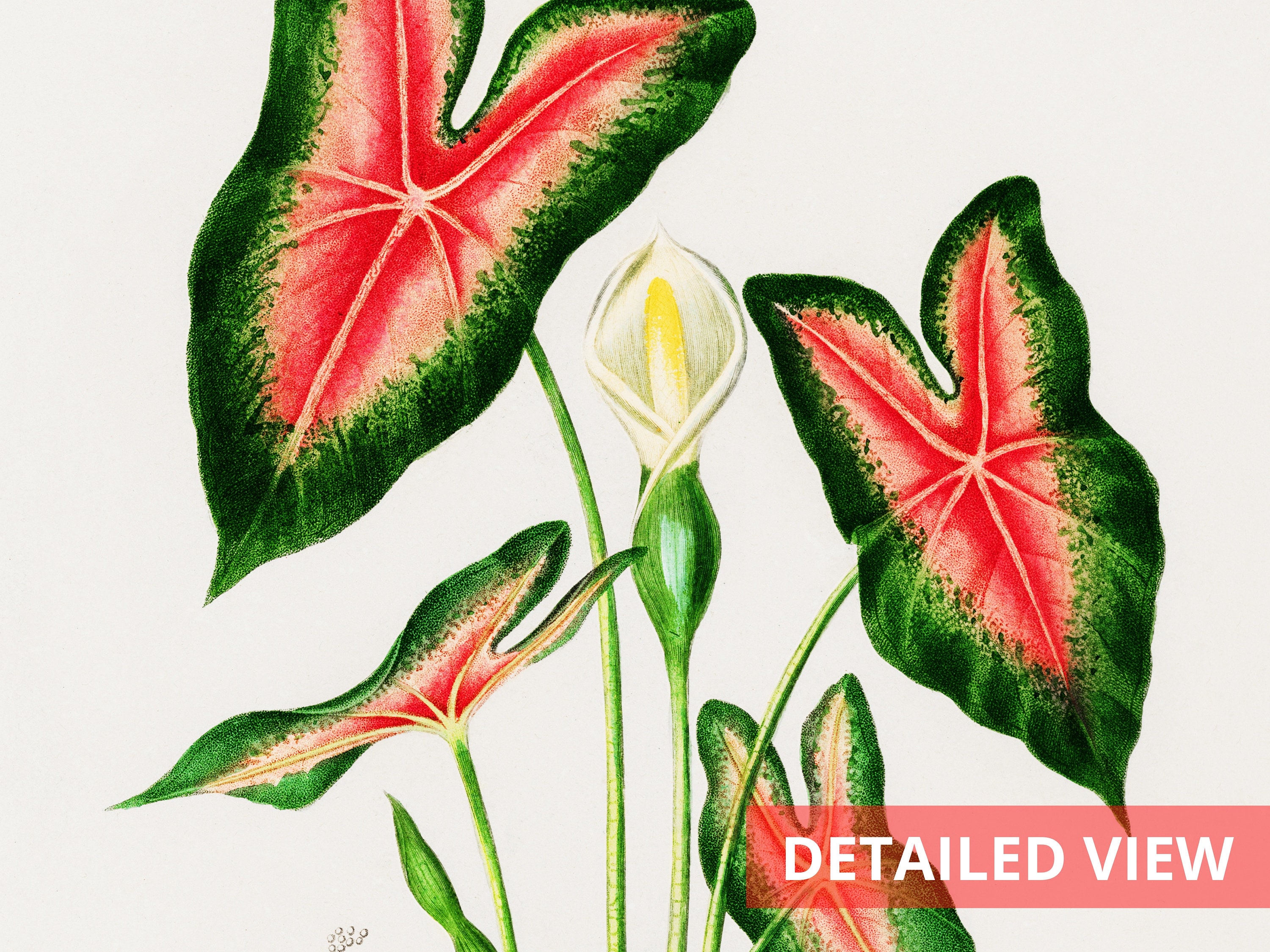 Caladium Bicolor, Antique Botanical Print, Clip Art, Digital Download ...