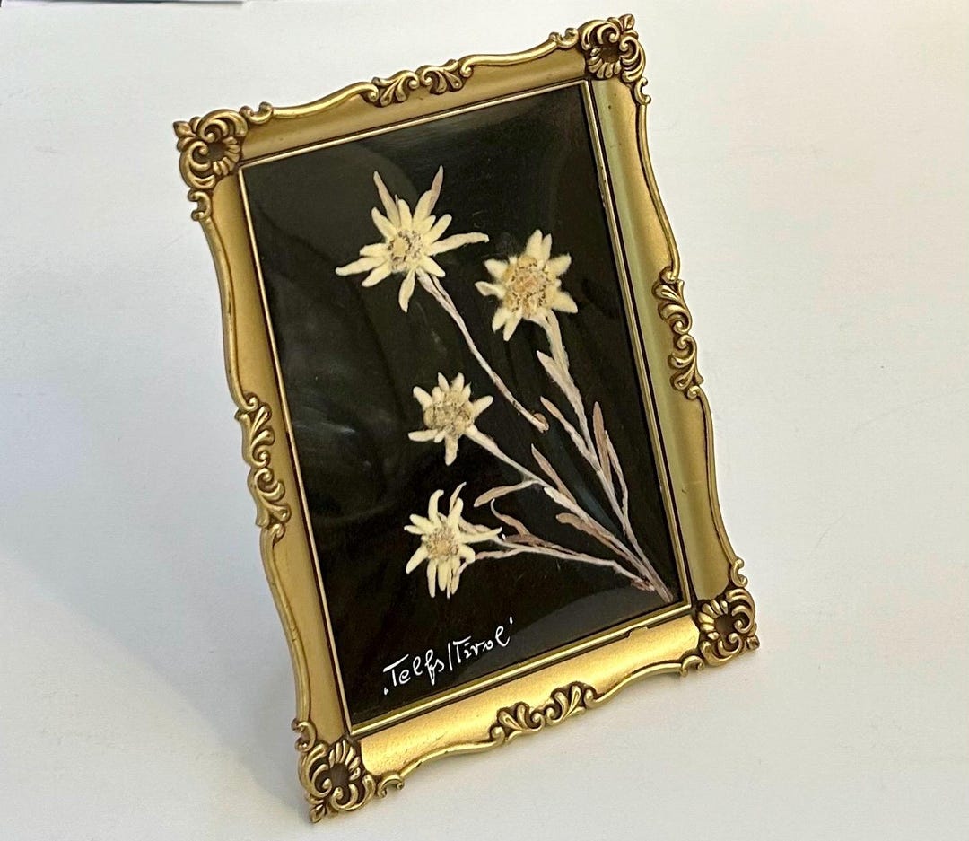 Vintage Framed Dried Edelweiss Small Picture Frame 1960s Edelweiss ...