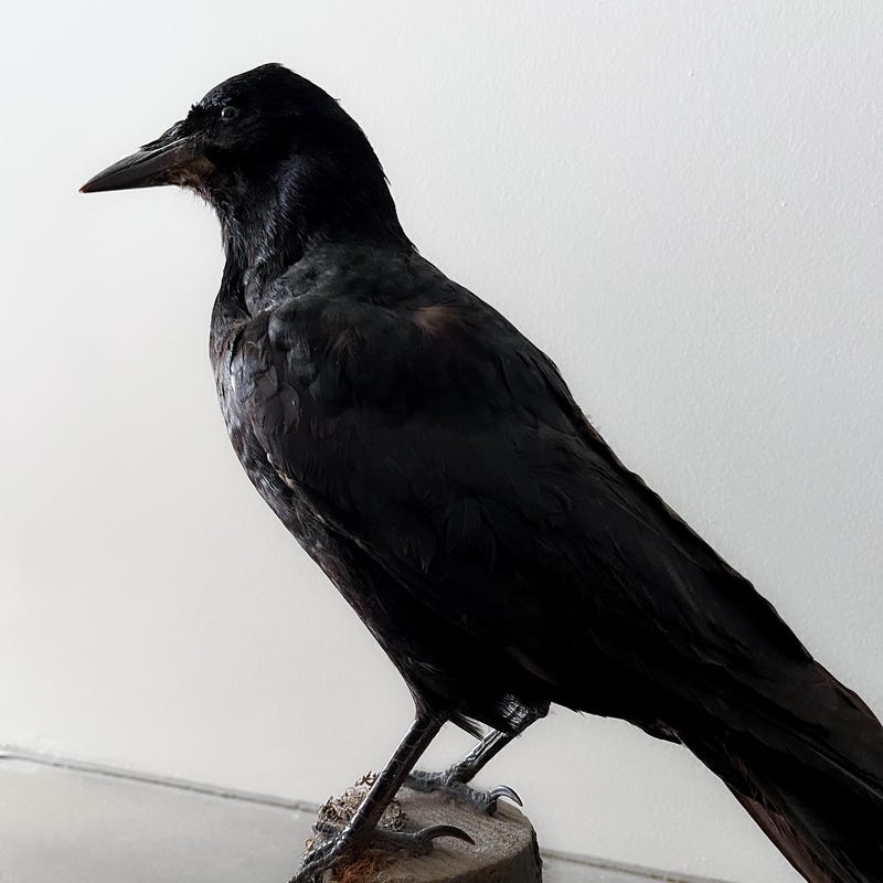 Stuffed Crow - Etsy
