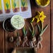 Life Cycle of a Daffodil - Etsy