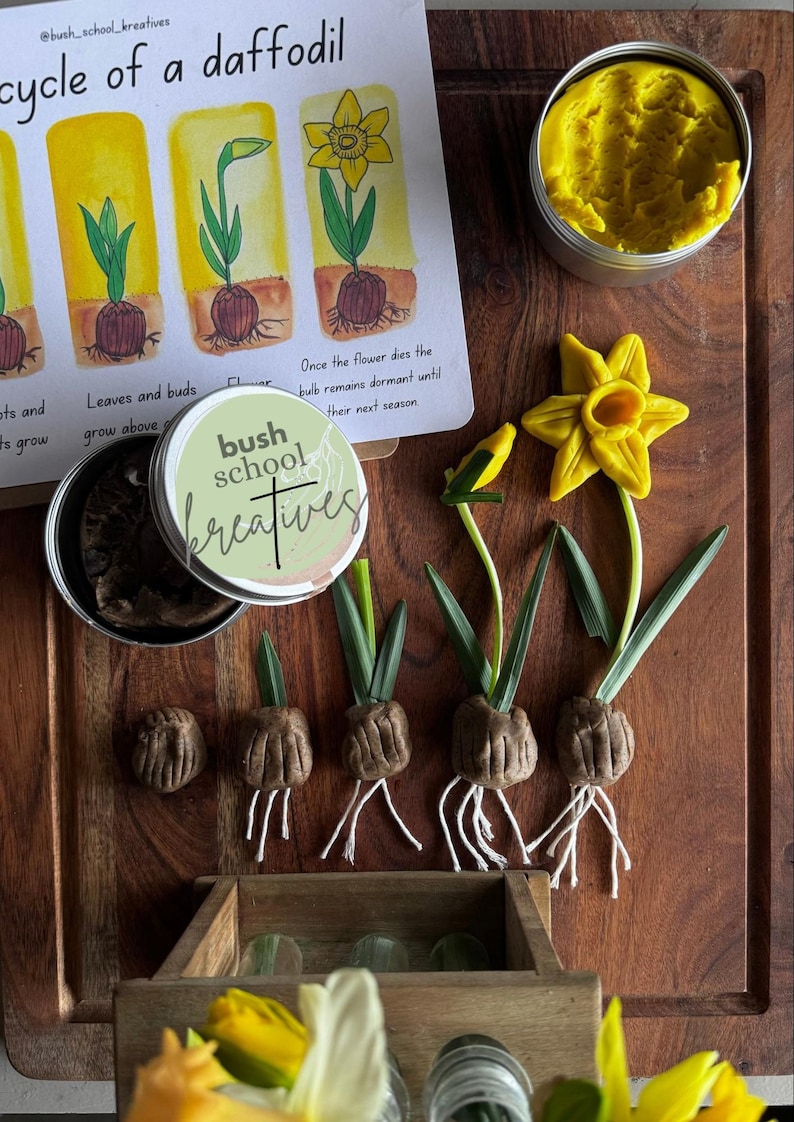 Life Cycle of a Daffodil - Etsy