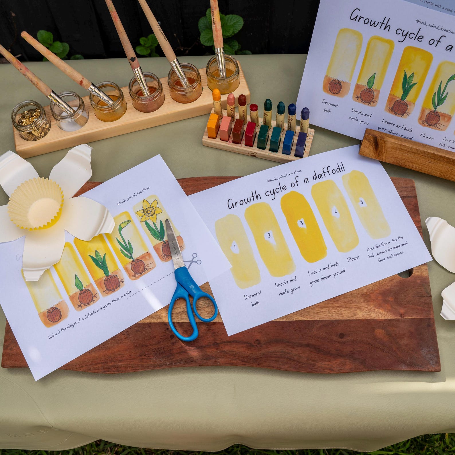 Life Cycle of a Daffodil - Etsy