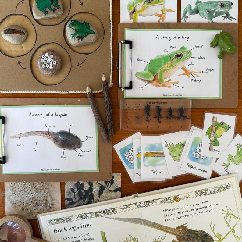 Frog Learning Bundle - Etsy