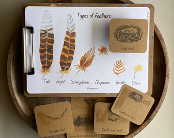 Bird Bundle Anatomy, Feather, Feet, Skeleton Charlotte Mason Homeschool ...