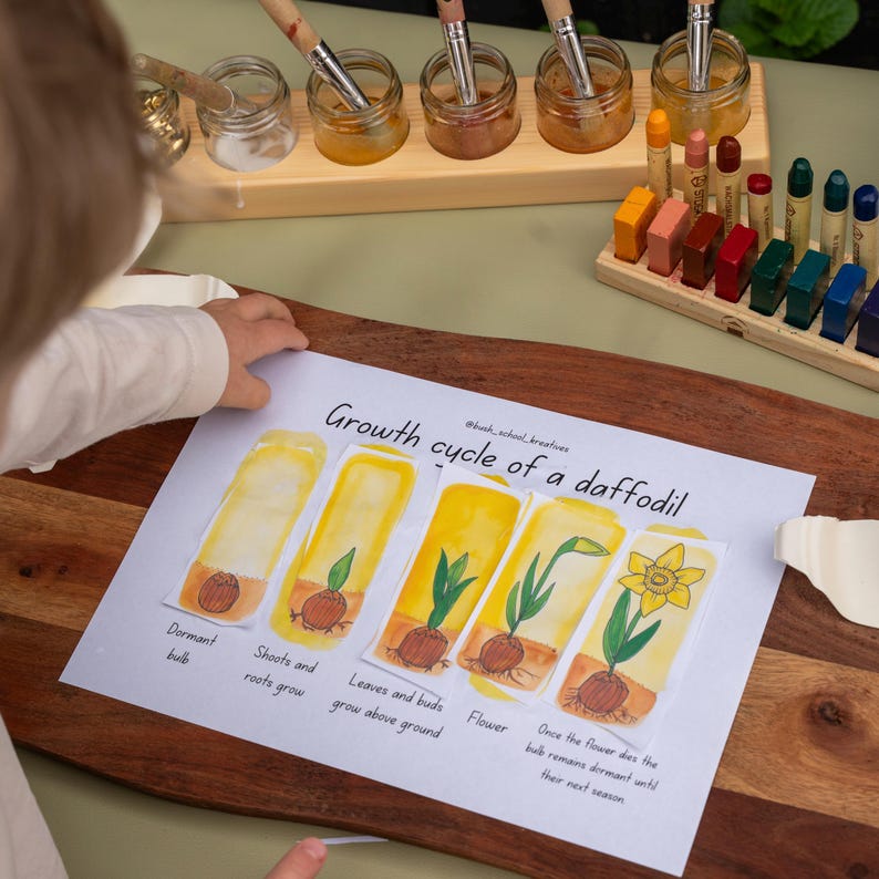 Life Cycle of a Daffodil - Etsy