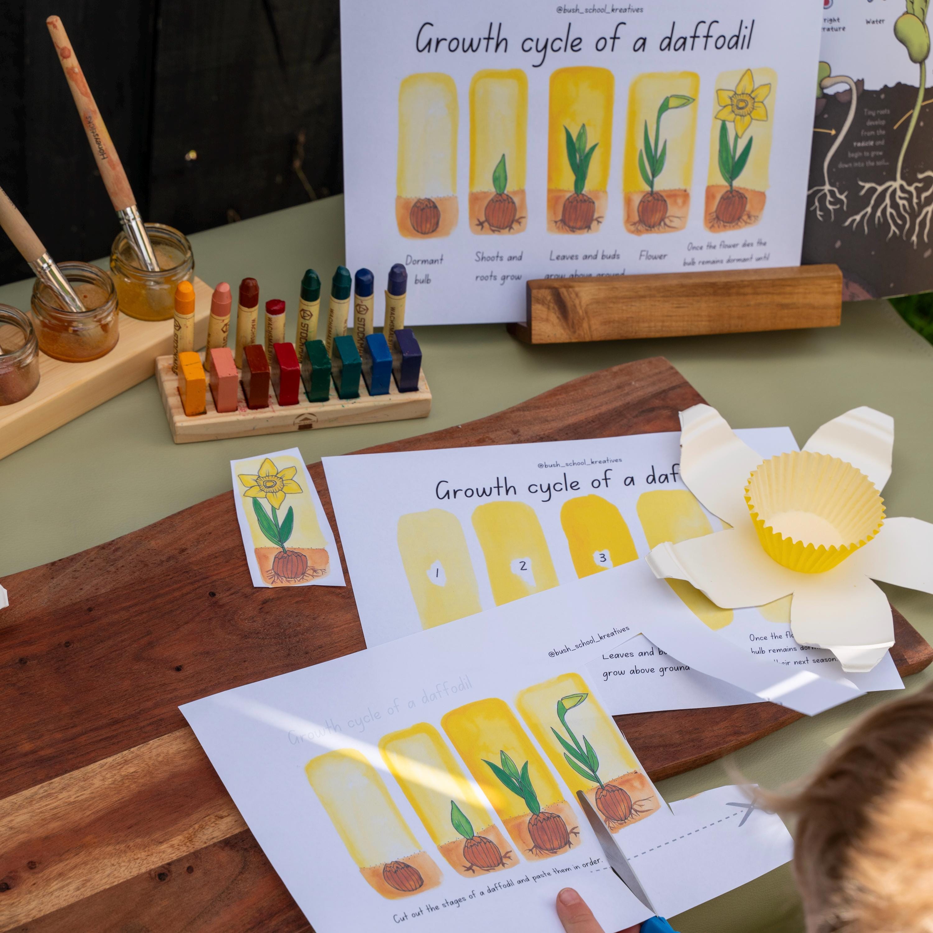 Life Cycle of a Daffodil - Etsy