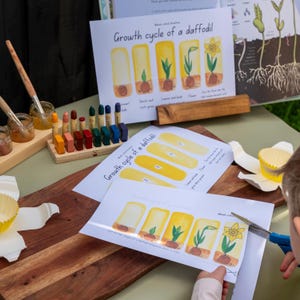 Life Cycle of a Daffodil - Etsy