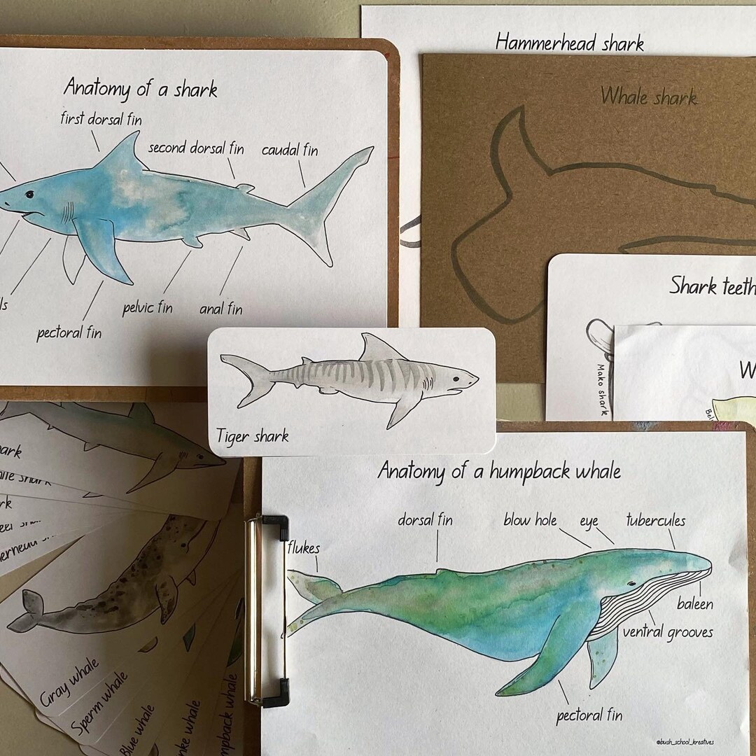 Sharks and Whales - Etsy