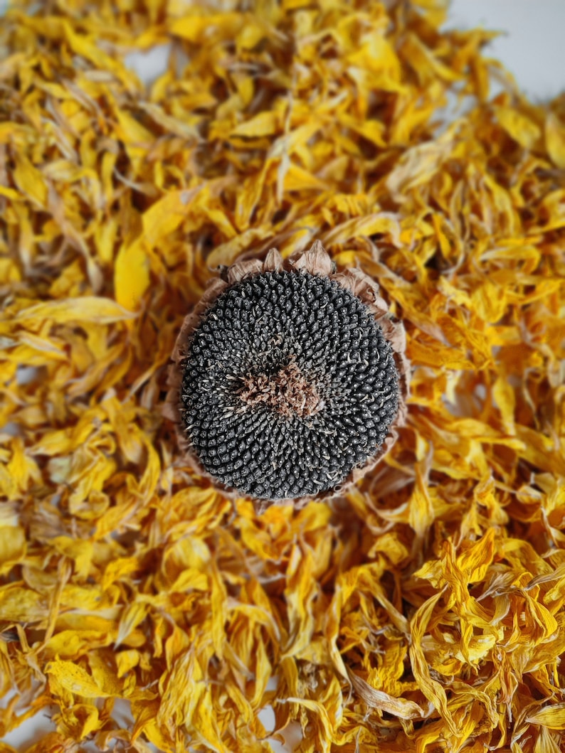 Sunny Hamster Treat Box Organic Sunflower Heads, Seeds & Dried Petals. Small Pet Gifts. - Etsy ...