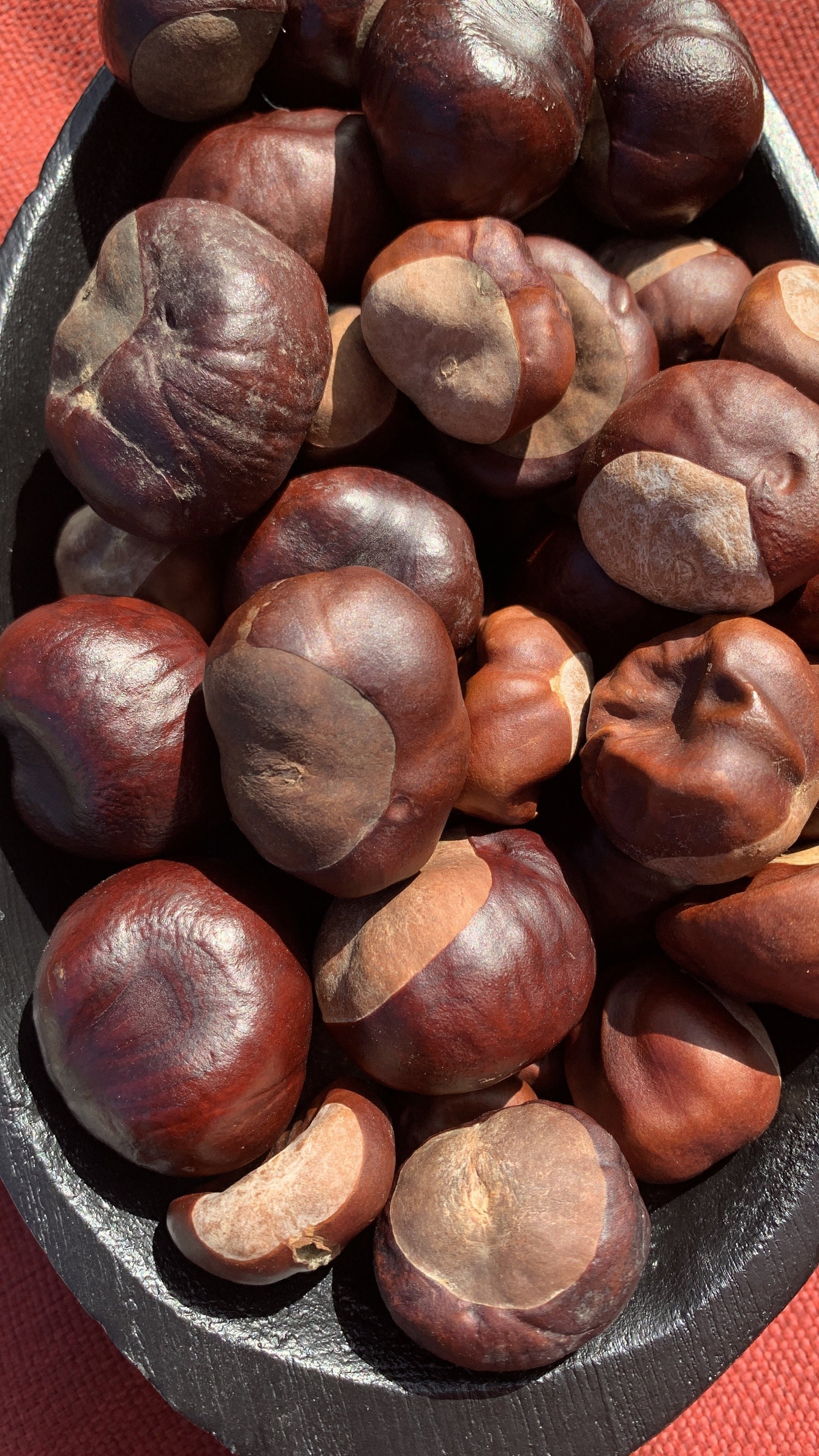 Chestnuts Vs Buckeyes