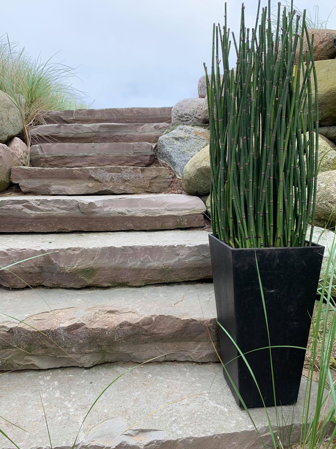 Horsetail Plant 50 Reeds Easy to Grow Pond Plant Rare Houseplants ...