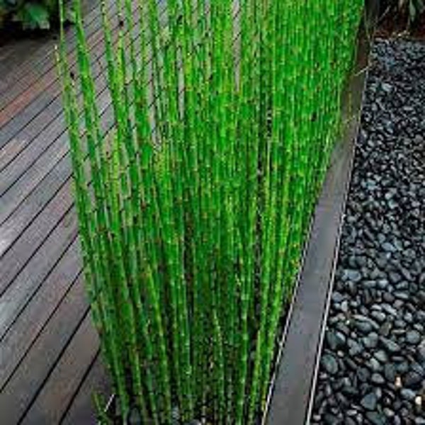 Horsetail Bamboo Plant - Etsy