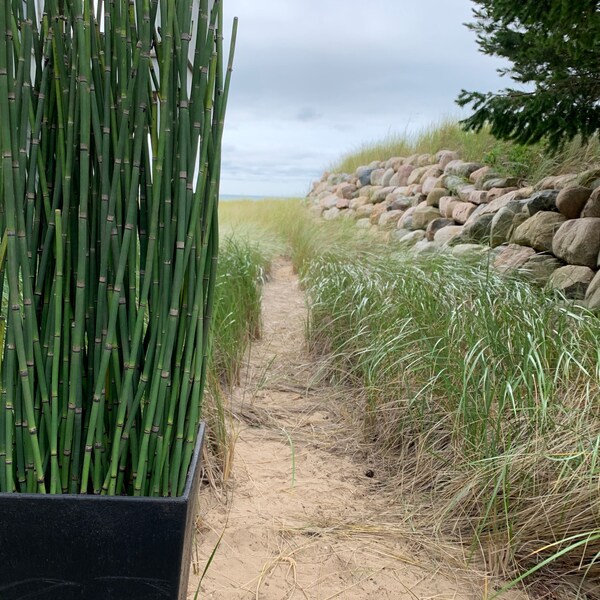 Horsetail Reed - Etsy
