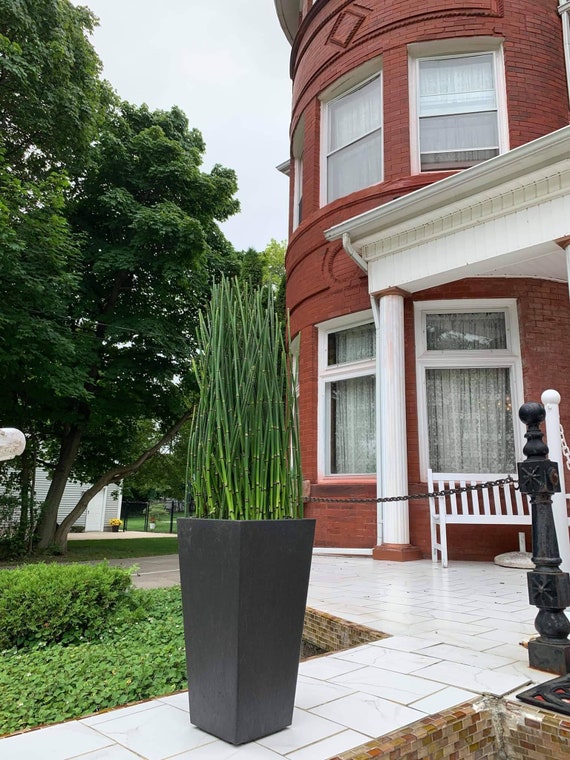 Horsetail Landscaping