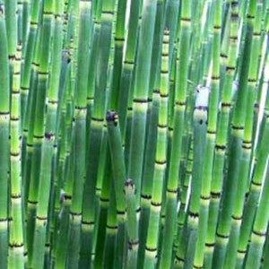 Horsetail Plant 50 Reeds Easy to Grow Pond Plant Rare Houseplants ...