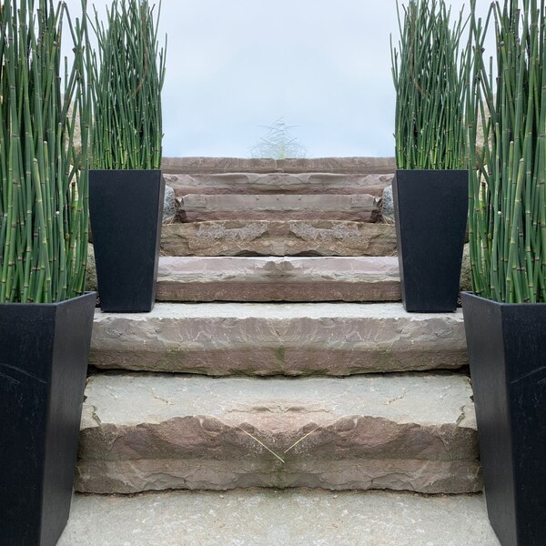 Horsetail Reed - Etsy