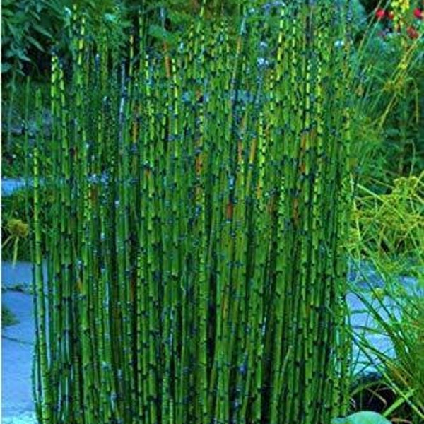 Horsetail Reed - Etsy