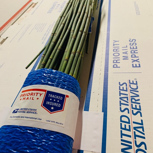 Horsetail Plant - Etsy