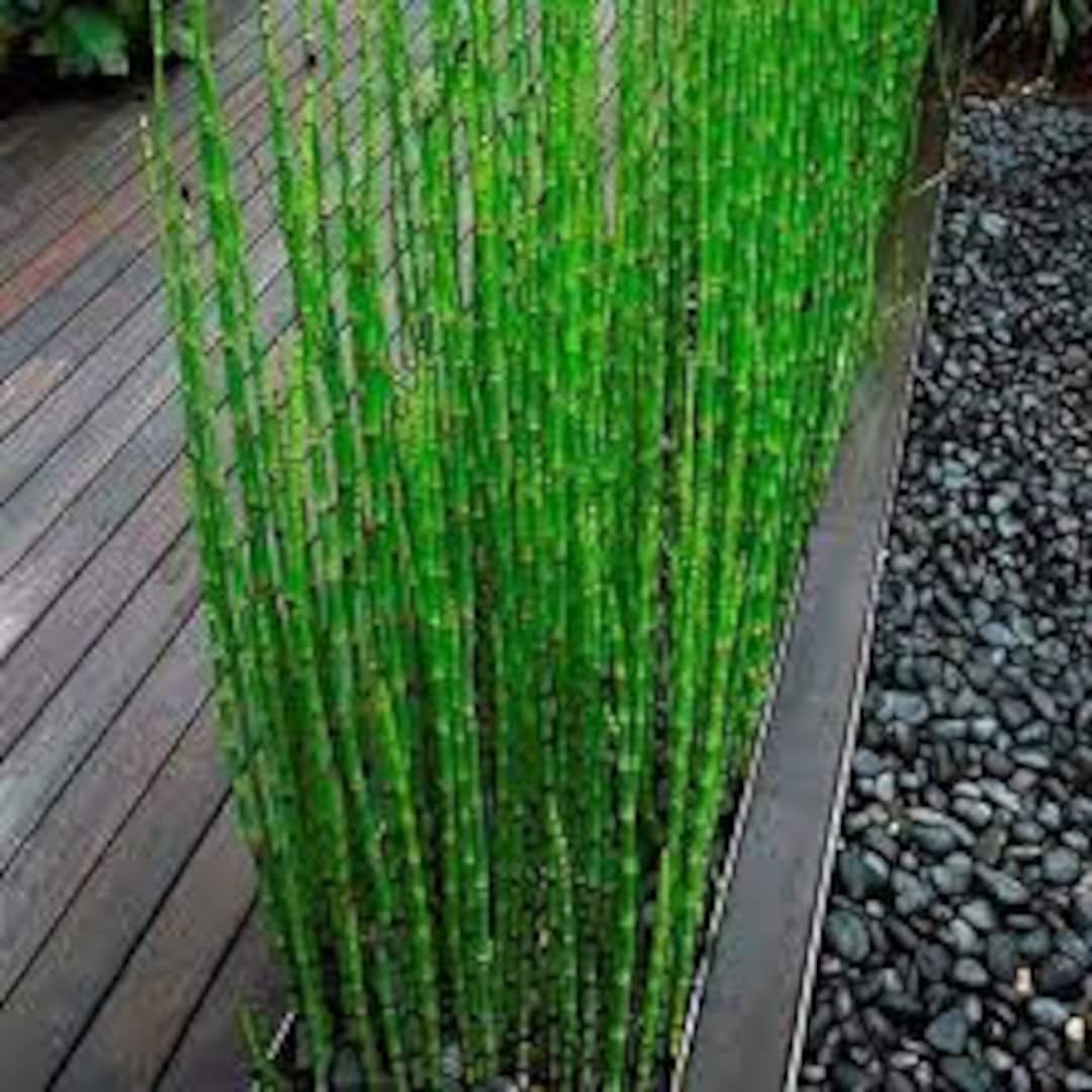 Horsetail Plant 50 Reeds Easy to Grow Pond Plant Rare Houseplants ...