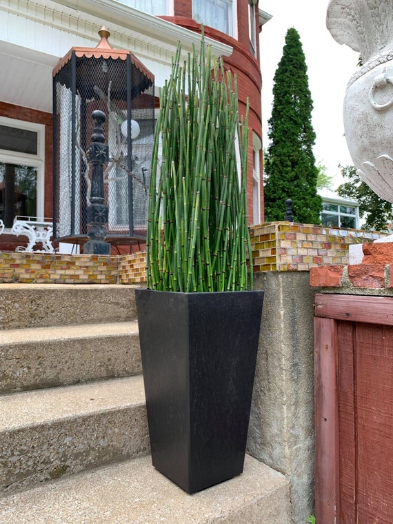 Basket Weaving Home & Hobby Reeds & Canes 1000 Uncut Live Horsetail ...