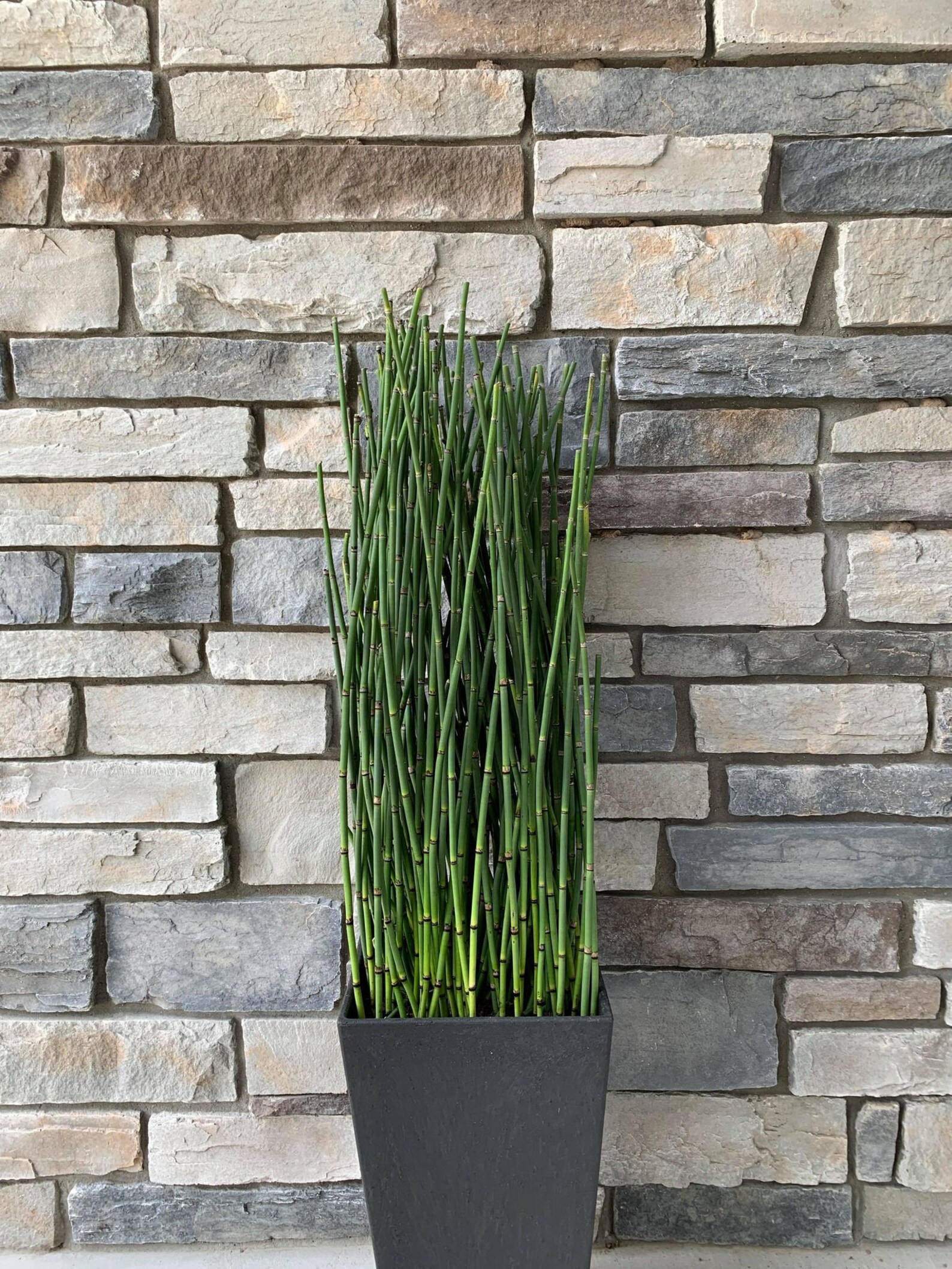 Horsetail Reeds 200 Count 16 to 30 Inches Tall equisetum - Etsy