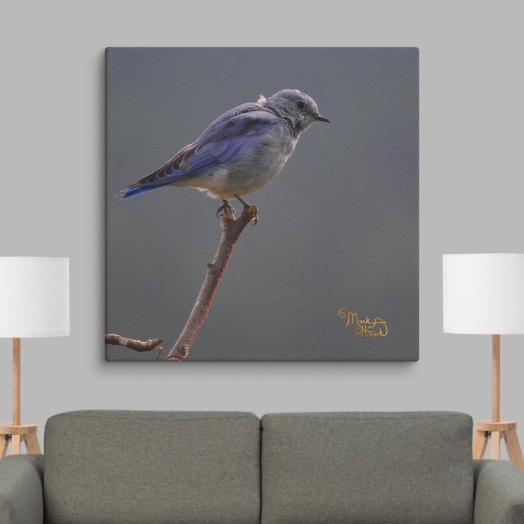 Bluebird Canvas Wall Art | Colorado Bird Photography | Original ...