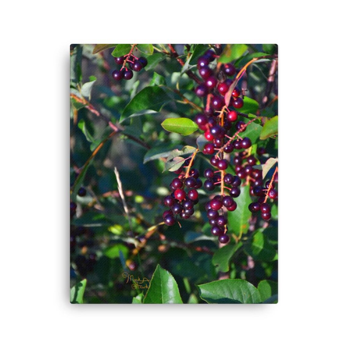 Chokecherry Berry Art Print | Colorado Wall Art | Rocky Mountain ...