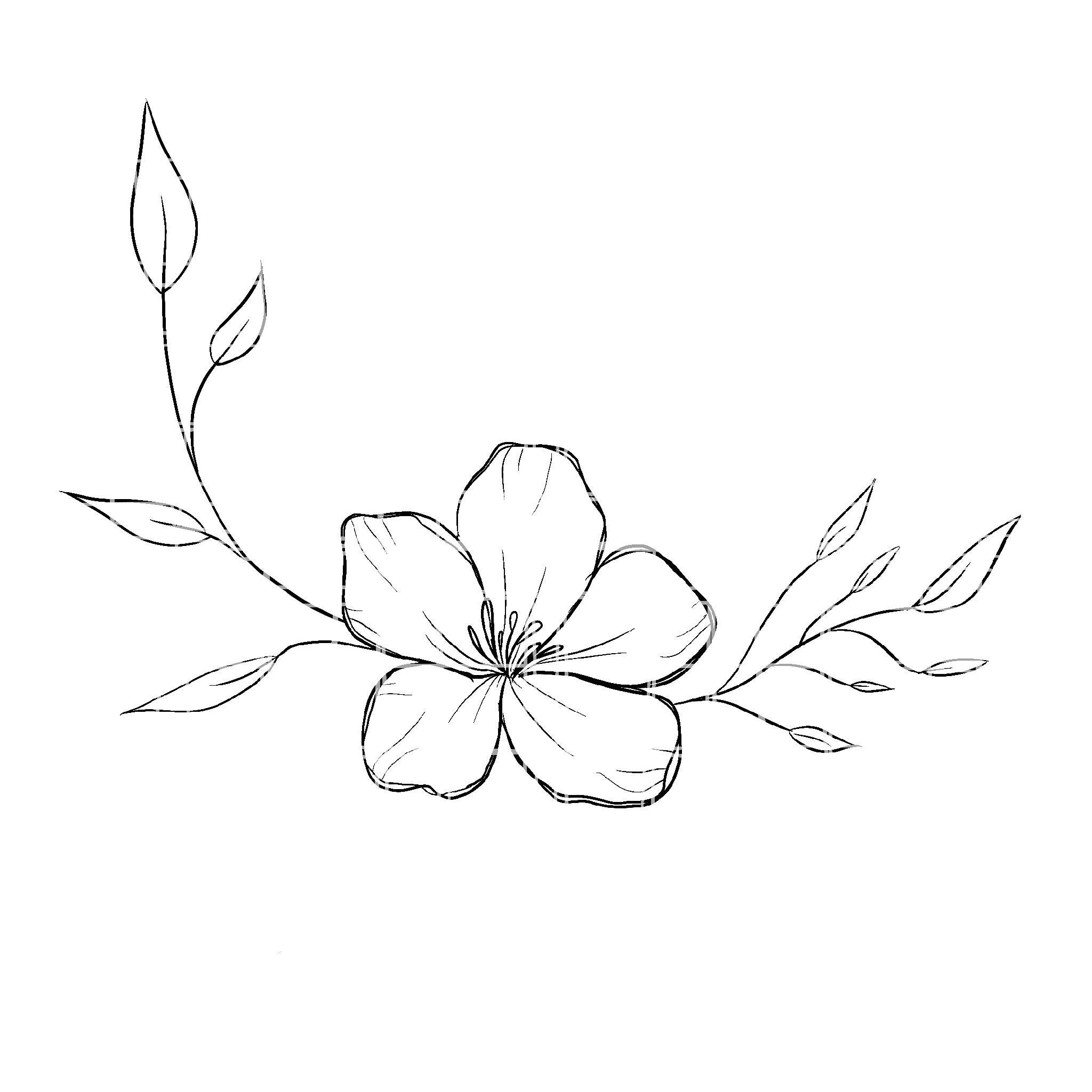 Hibiscus Line Drawing
