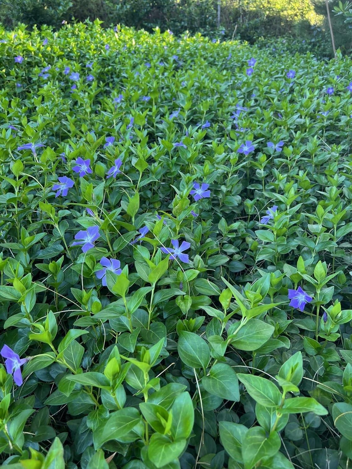 VINCA Major Periwinkle Live Plants Evergreen Ground Cover Rooted - Etsy