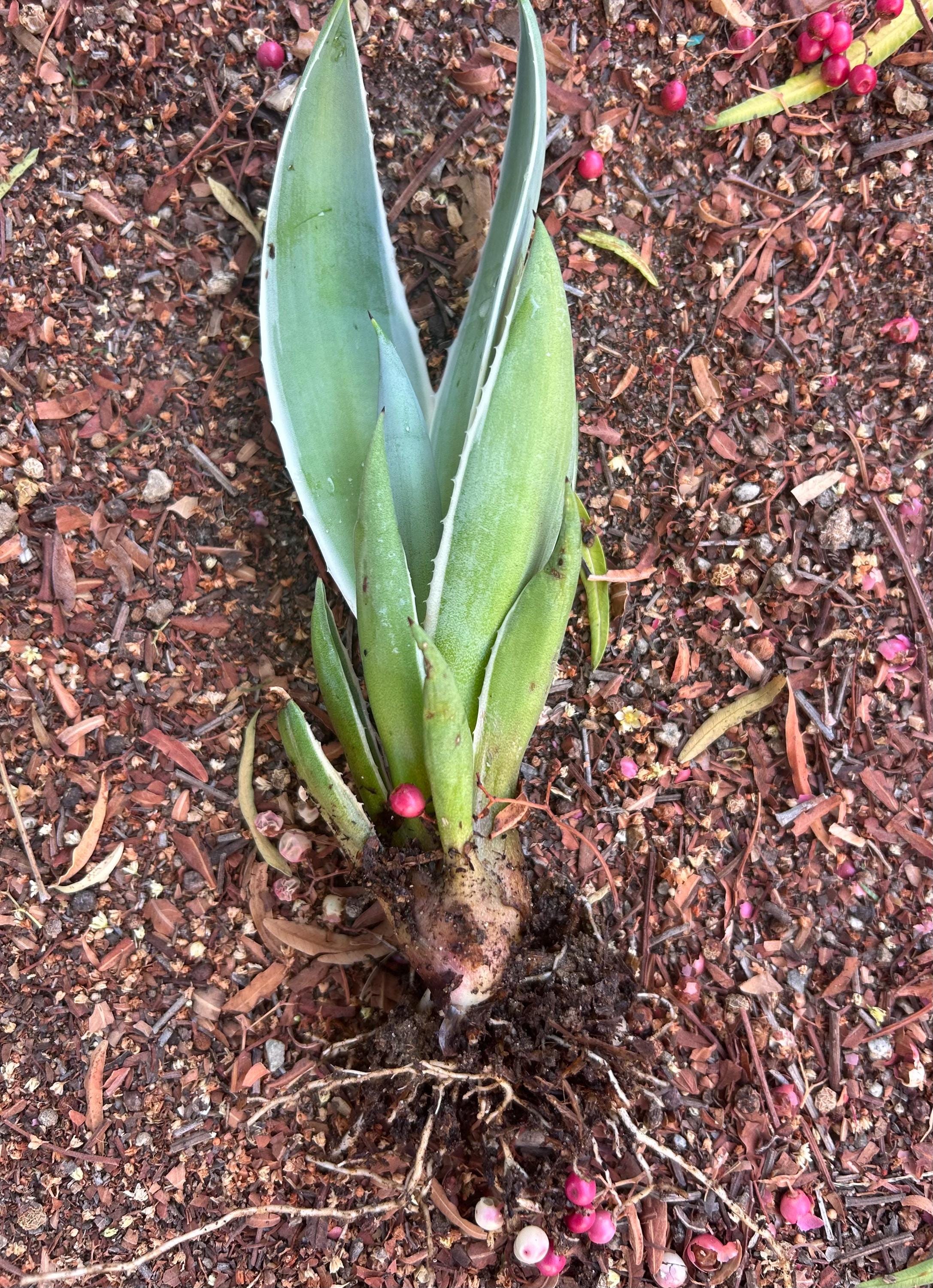 Ready Rooted/unrooted Blue Green Agave Pup | Hardy Succulent Starter ...