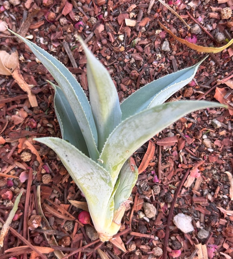 Octopus Agave Pup Cold and Drought-tolerant Succulent for Indoor ...