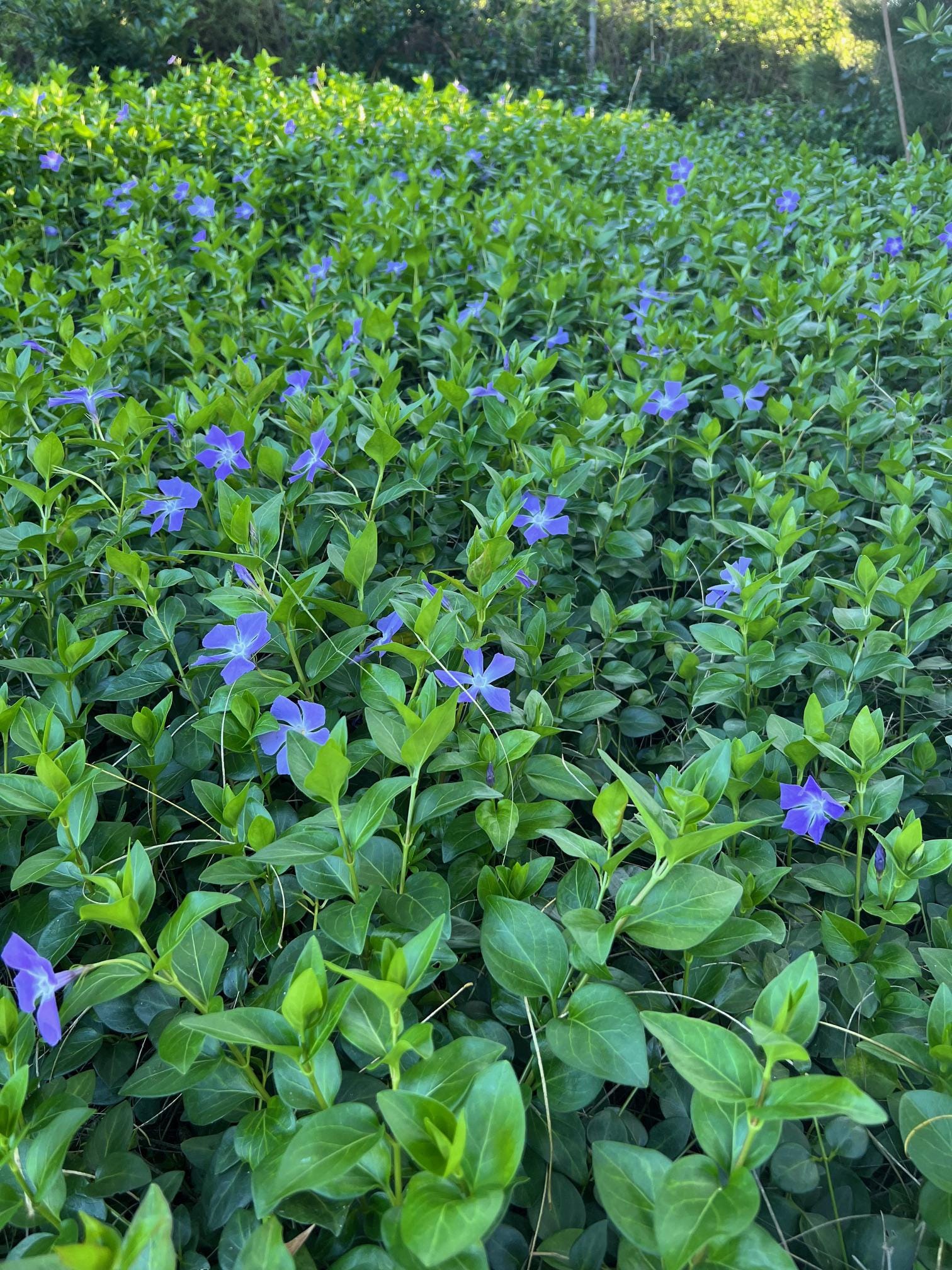 Periwinkle (vinca Major) Live Plants Evergreen Ground Cover 6"+ Rooted ...