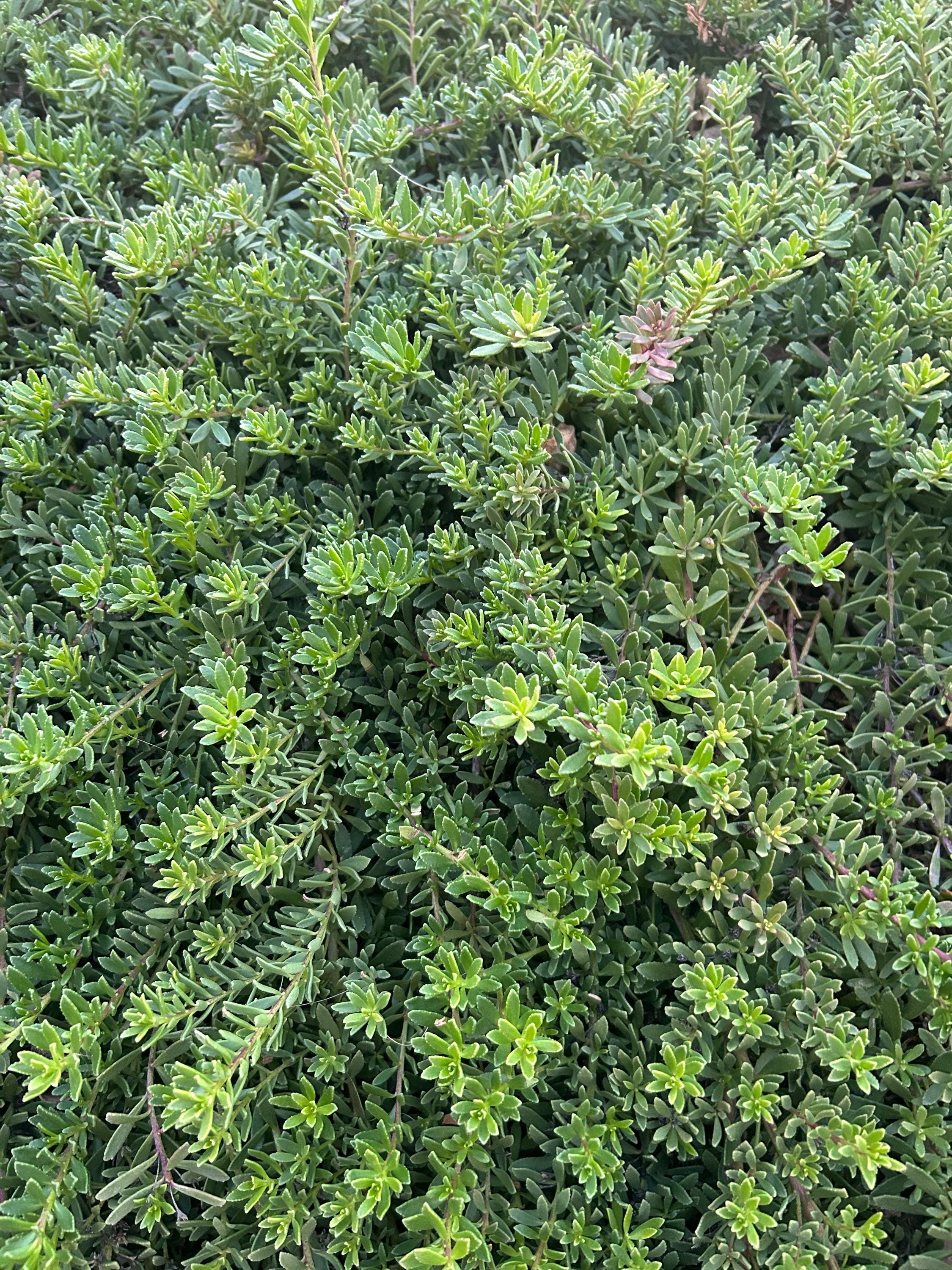 Cuttings ! Creeping Boobiala, Myoporum, Dwarf Native Myrtle With ...